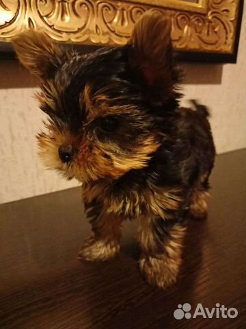 Йоркширский терьер мини
