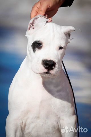 Аргентинский дог, щенок