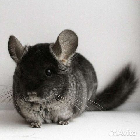 Семья Шиншилл