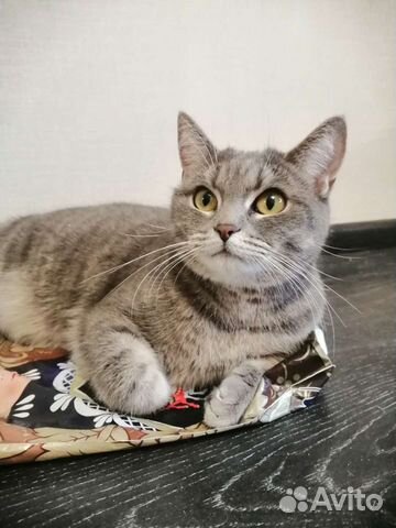 Кошка в дар