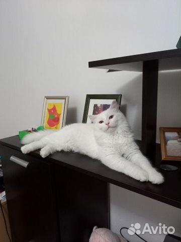 Кот турецкая ангора вязка
