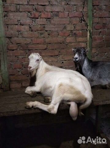 Козел ламанча