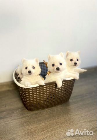 Японский шпиц щенки