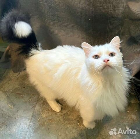 Котик Беляшик эстетическое наслаждение