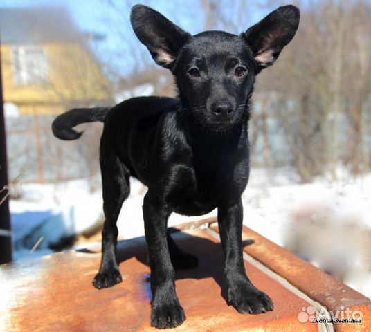 Ксолоитцкуинтли (мини) в шерсти