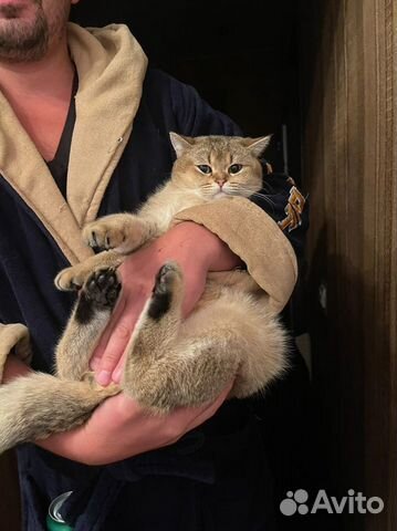 Британский кот для вязки