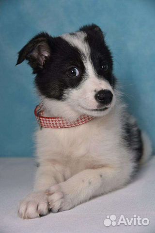 Очаровательная девчонка ищет дом