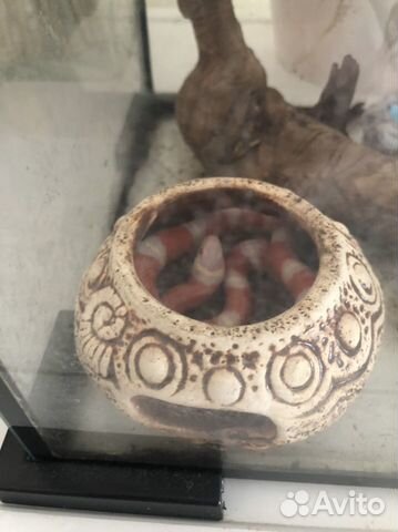 Змея нельсона