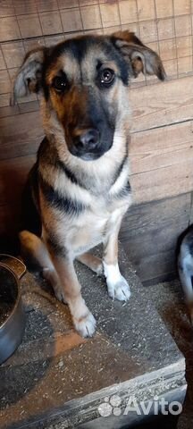 Щенок-подросток в добрые руки