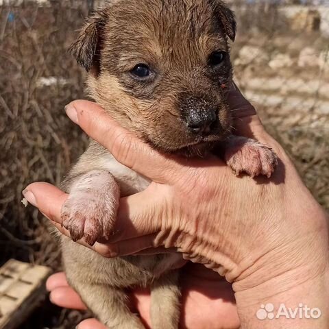 Маленькая собака в добрые руки