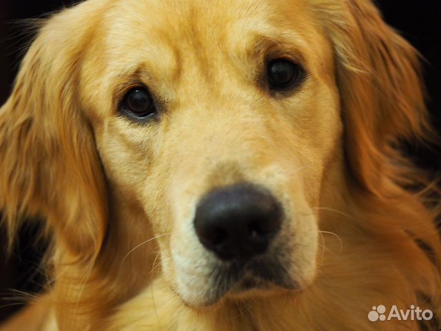 Золотистый ретривер вязка