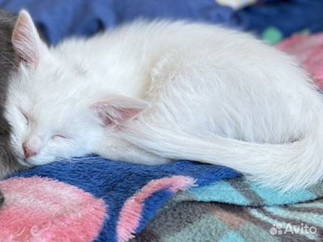 Отдам котенка в добрые руки