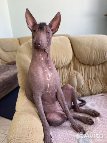 Ксолоитцкуинтли стандарт, Мексиканская голая собак