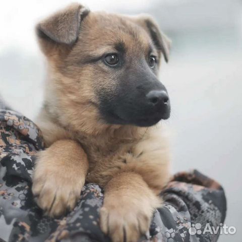 Плюшевая девочка ищет любящую семью