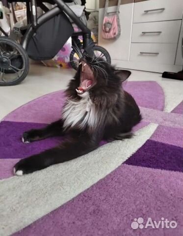 Котик