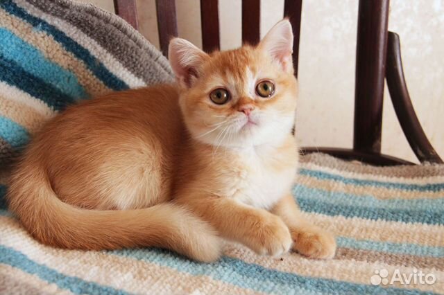 Красный тикированный котик