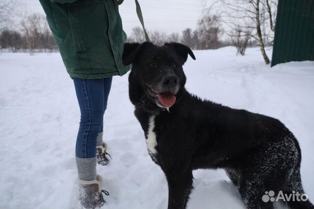 Добрый и ласковый Макс ищет семью