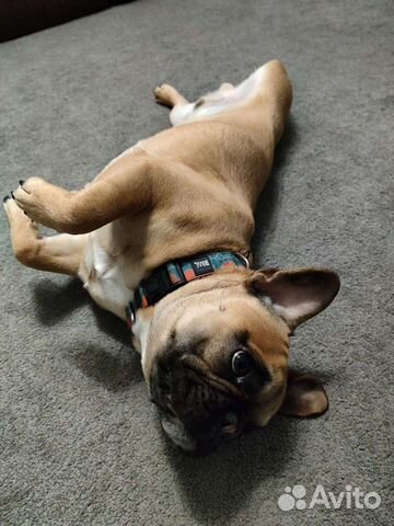 Француз вязка