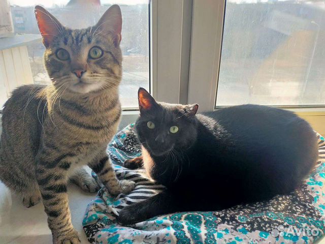 Кошки в добрые руки