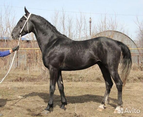 Жеребец на случку