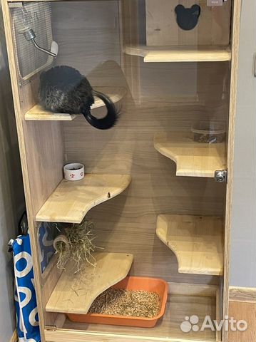 Шиншилла с витриной