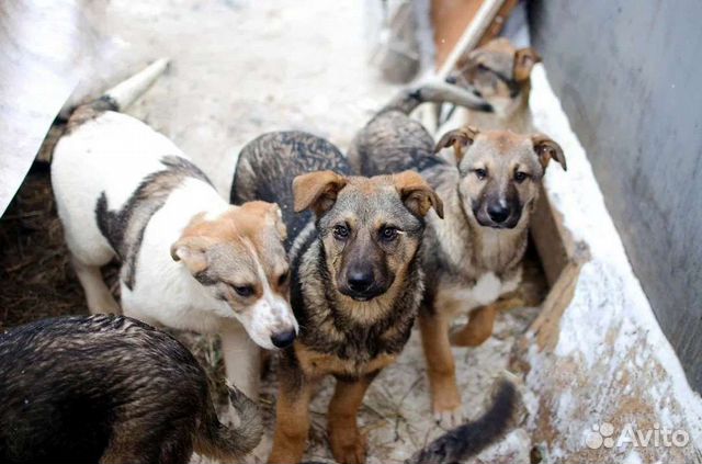 Осталось 4 дня, чтобы спасти щенят