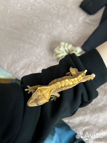 Бананоед самка