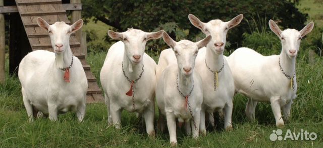 Зааненские козы