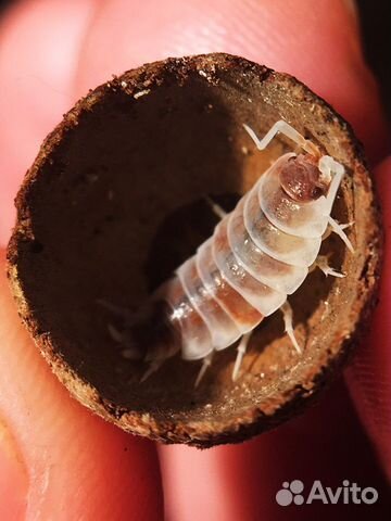 Мокрицы (изоподы) Porcellionides pruinosus