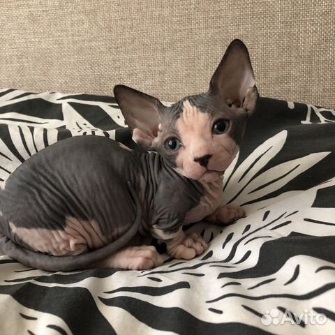 Котенок бамбино мальчик