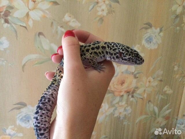 Эублефары взрослые