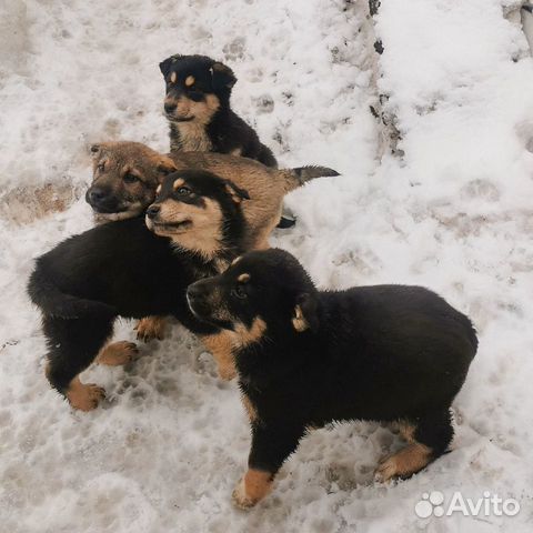Щенок в добрые руки