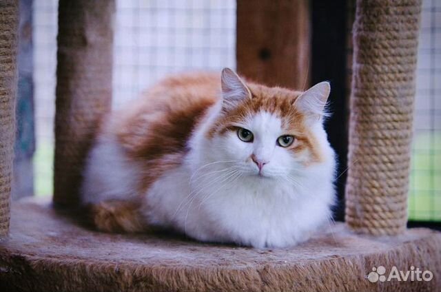 Рыжий лохматый кот ищет дом