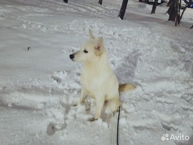 Щенок