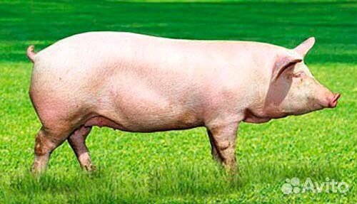 Свинина живой вес