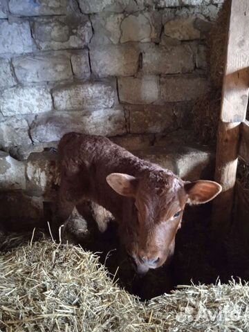 Бычки и быки