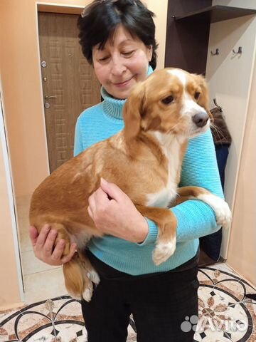 Эстонская гончая