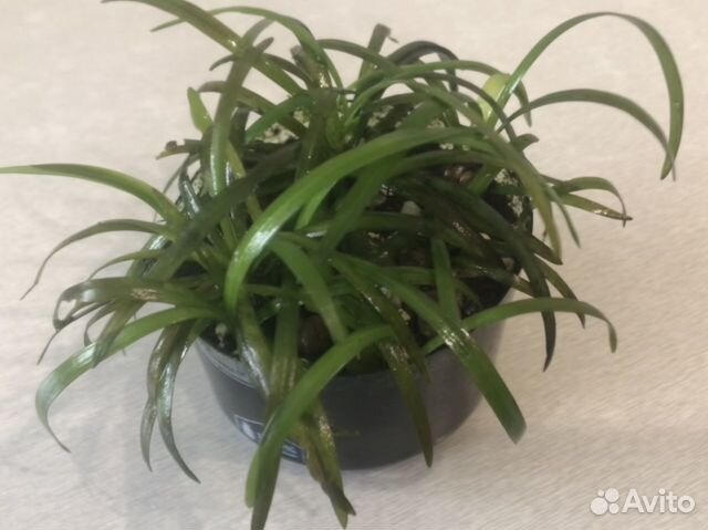 Аквариумные растения, рыбки