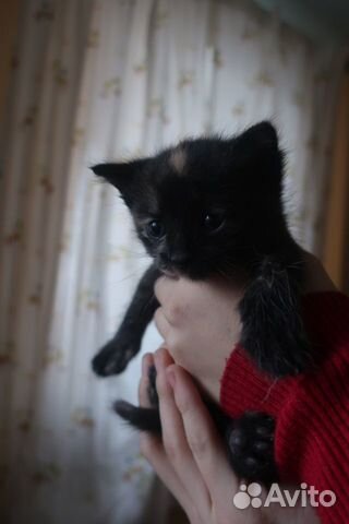 Котенок черепаховый окрас