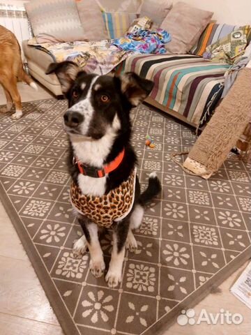 Собака девочка Линда 8мес стерилизованна привита