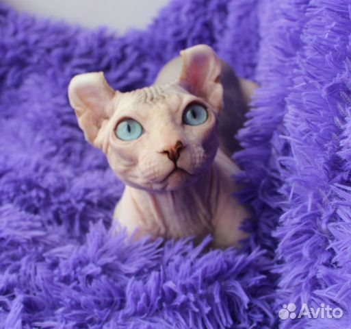 Эльф мальчик