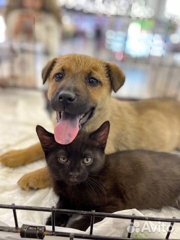 Щенки в добрые руки (котенок тожe;)