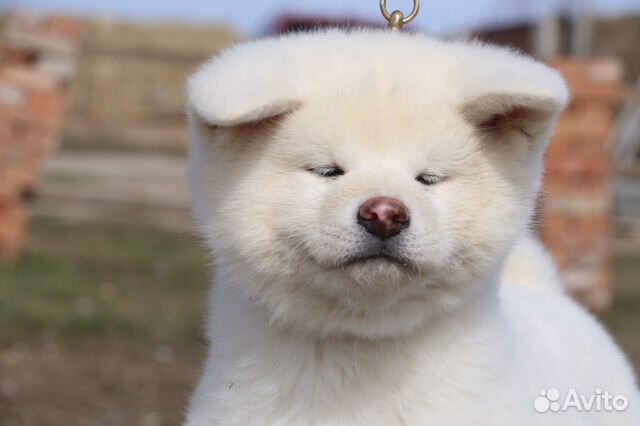 Акита ину мальчик для шоу