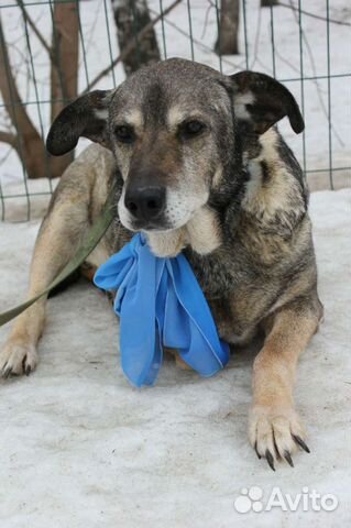 Бывшедомашний Барс ждет свою семью