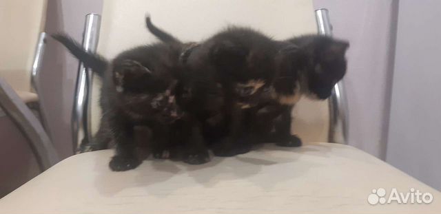 Котята в добрые руки бесплатно