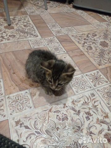 Кошка
