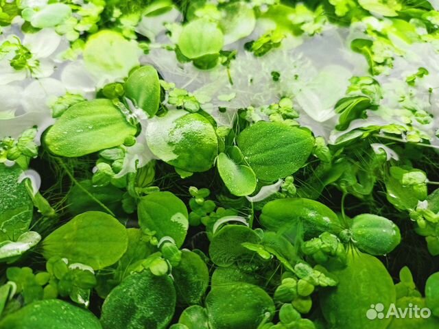 Растения пистия