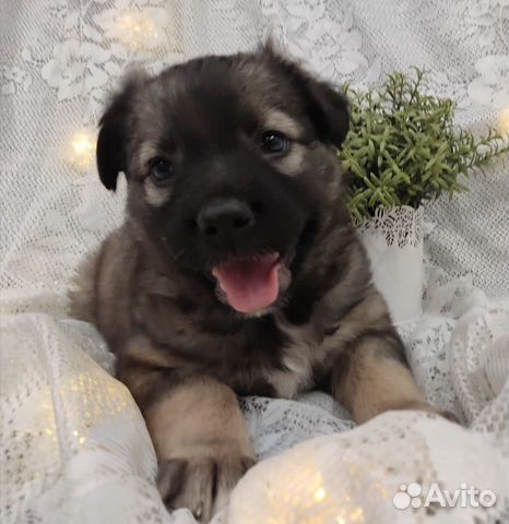 Девочка Майя ищет дом