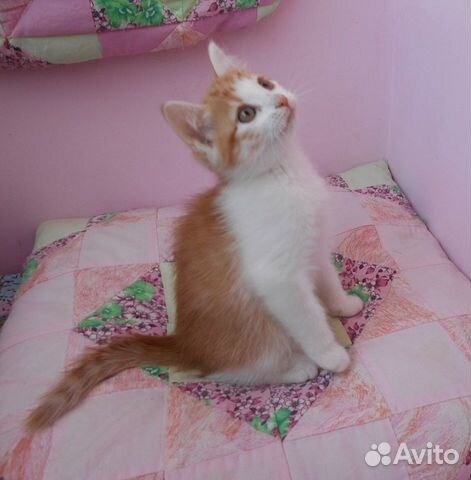 Белый с рыжим котёнок