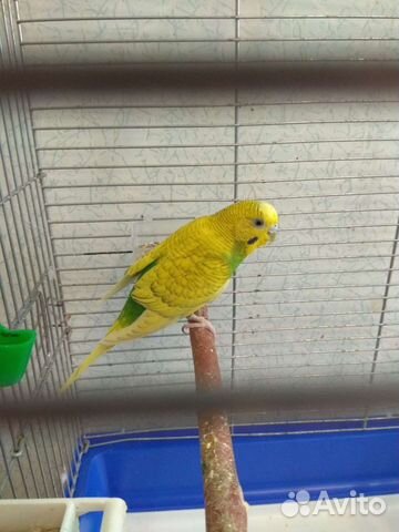 Волнистый попугай спенгл